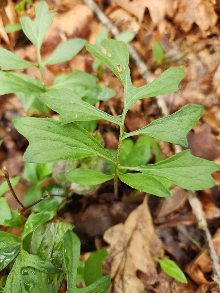 lion's foot rattlesnake root from Elk Township, PA, USA on April 26 ...