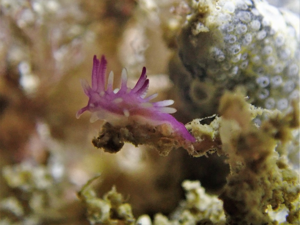 Okenia purpurata (Nudibranchs of Coogee beach and surrounds) · iNaturalist