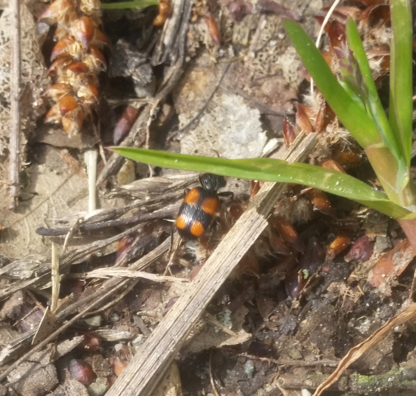 Panagaeus Latreille, 1802