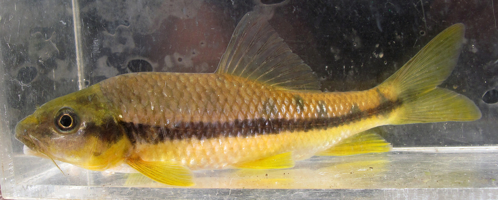 Acrossocheilus parallens from North, HK on November 28, 2015 by H.T ...