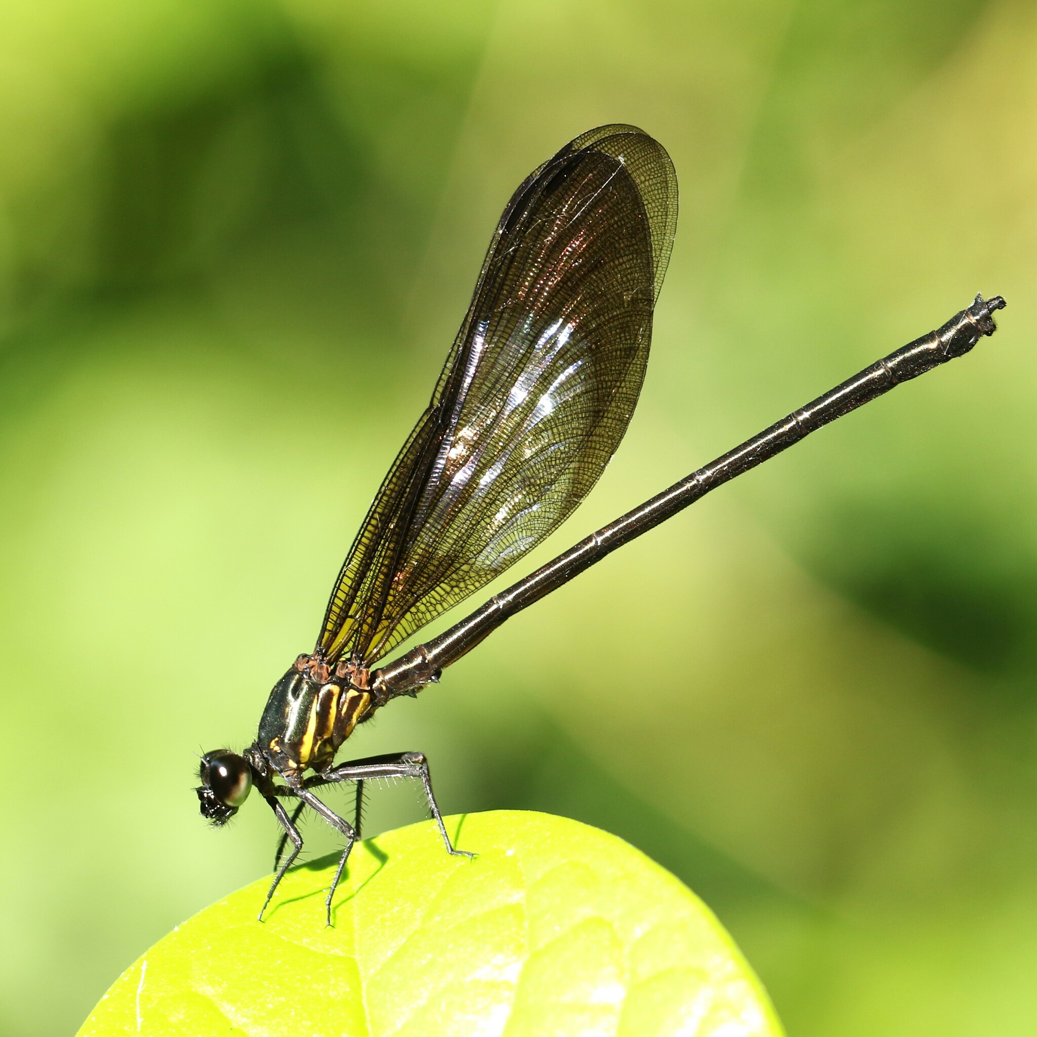 Euphaea variegata Rambur, 1842