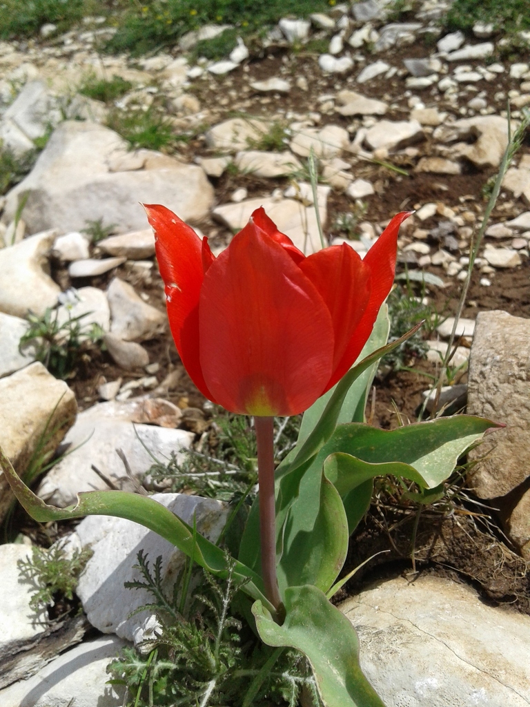 Eyed Tulip from Al Haffah, Syria on April 23, 2023 at 12:19 PM by Humam ...