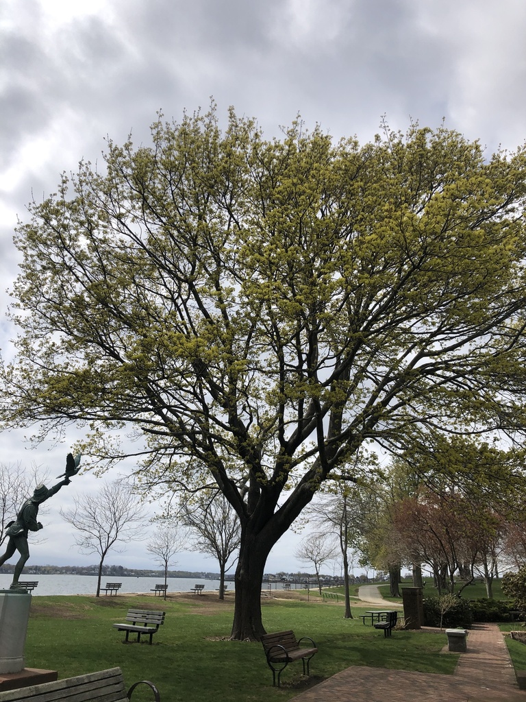 Norway maple from David S. Lynch Memorial Park, Beverly, MA, US on ...