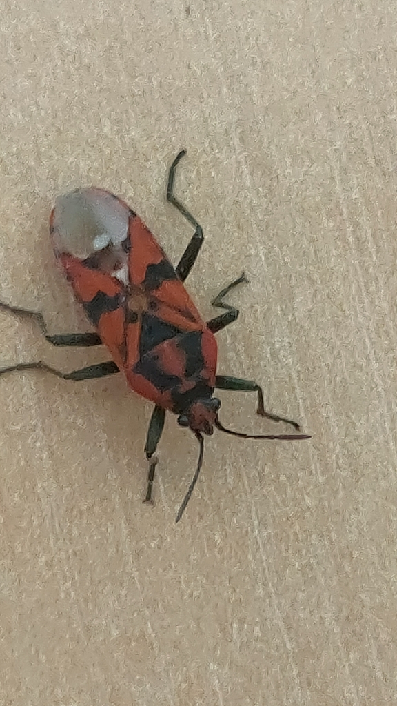 Spilostethus pandurus from Boutonnet, Montpellier, France on April 26 ...