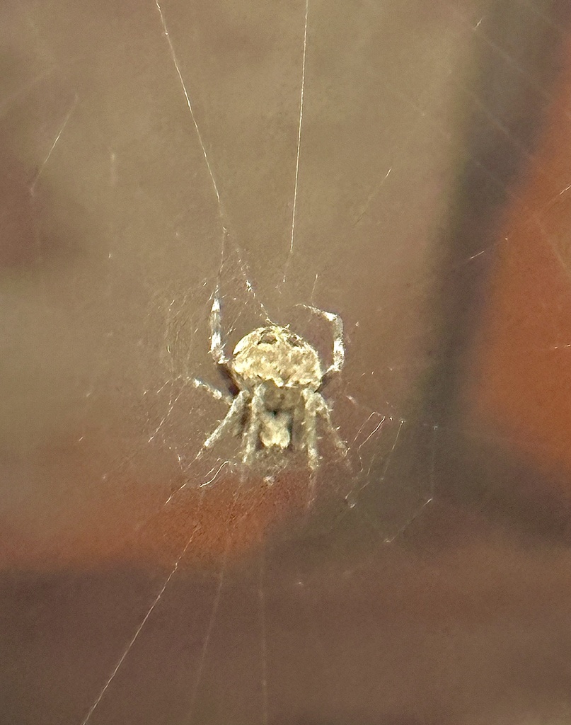 Brown Sailor Spider from Upaon-Açu, São Luís do Maranhão, MA, BR on ...