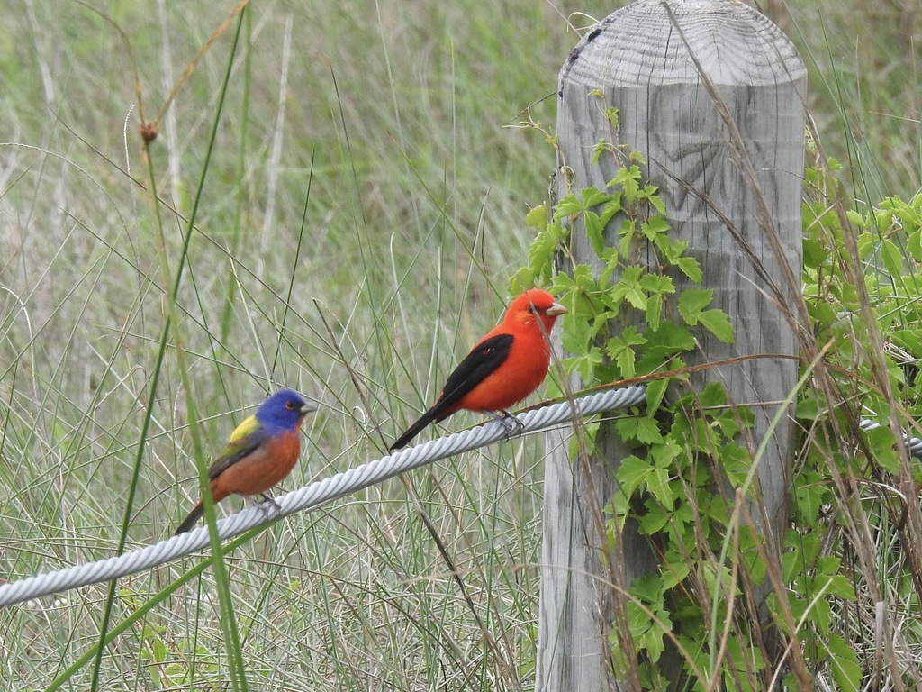 Scarlet Tanager from Padre Island, Corpus Christi, TX, USA on April 24 ...