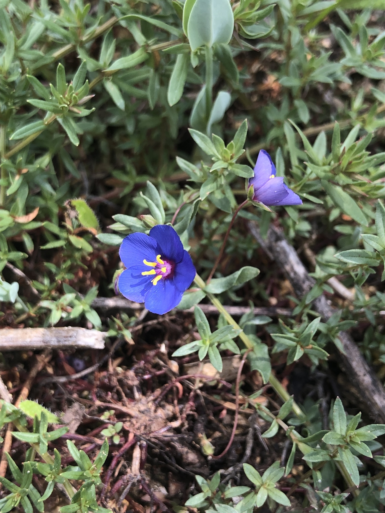 Lysimachia monelli (L.) U.Manns & Anderb.