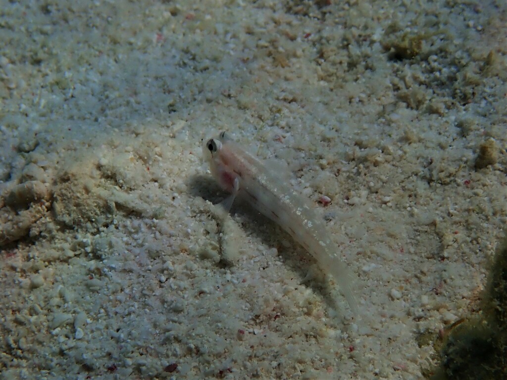 Shoulderspot Goby from Turquoise Bay, Exmouth, WA, Australia on April ...