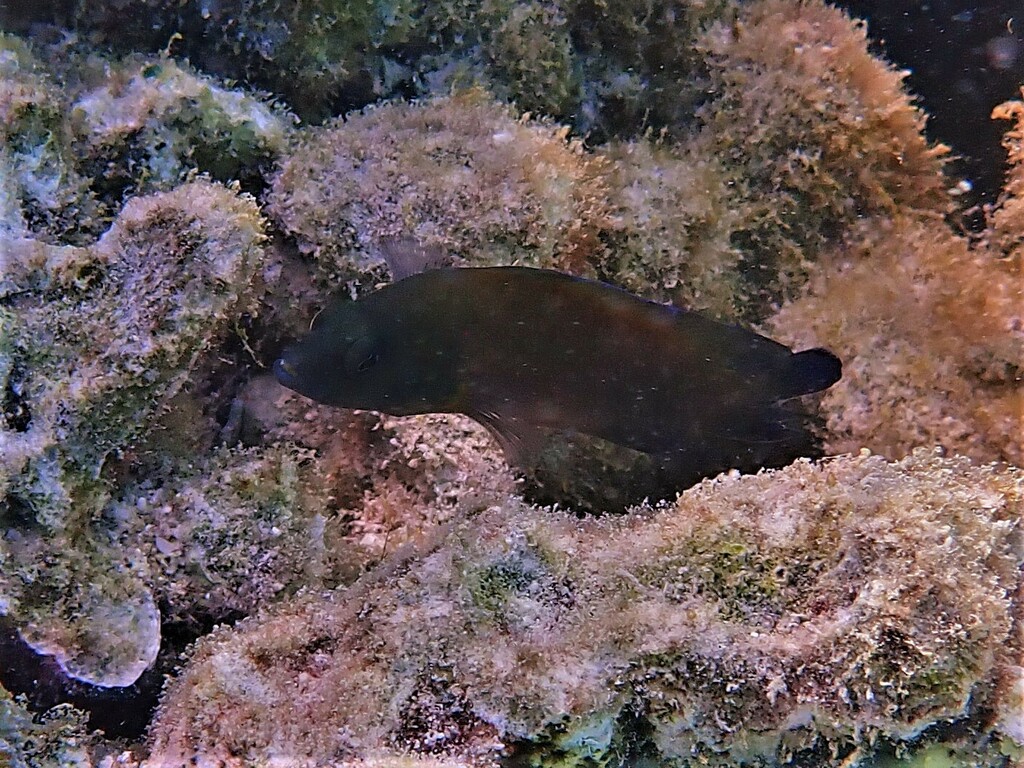 Dusky dottyback from Turquoise Bay, Exmouth, WA, Australia on April 20 ...