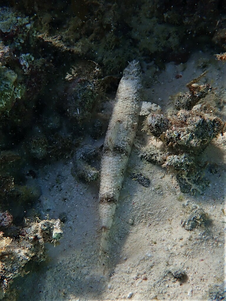 Slender Lizardfish from Turquoise Bay, Exmouth, WA, Australia on April ...