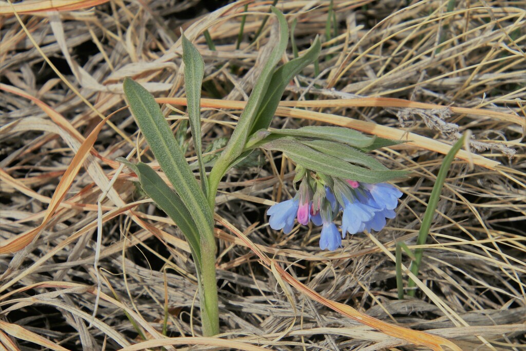 Prairie Bluebells from Jefferson County, CO, USA on April 21, 2023 at ...