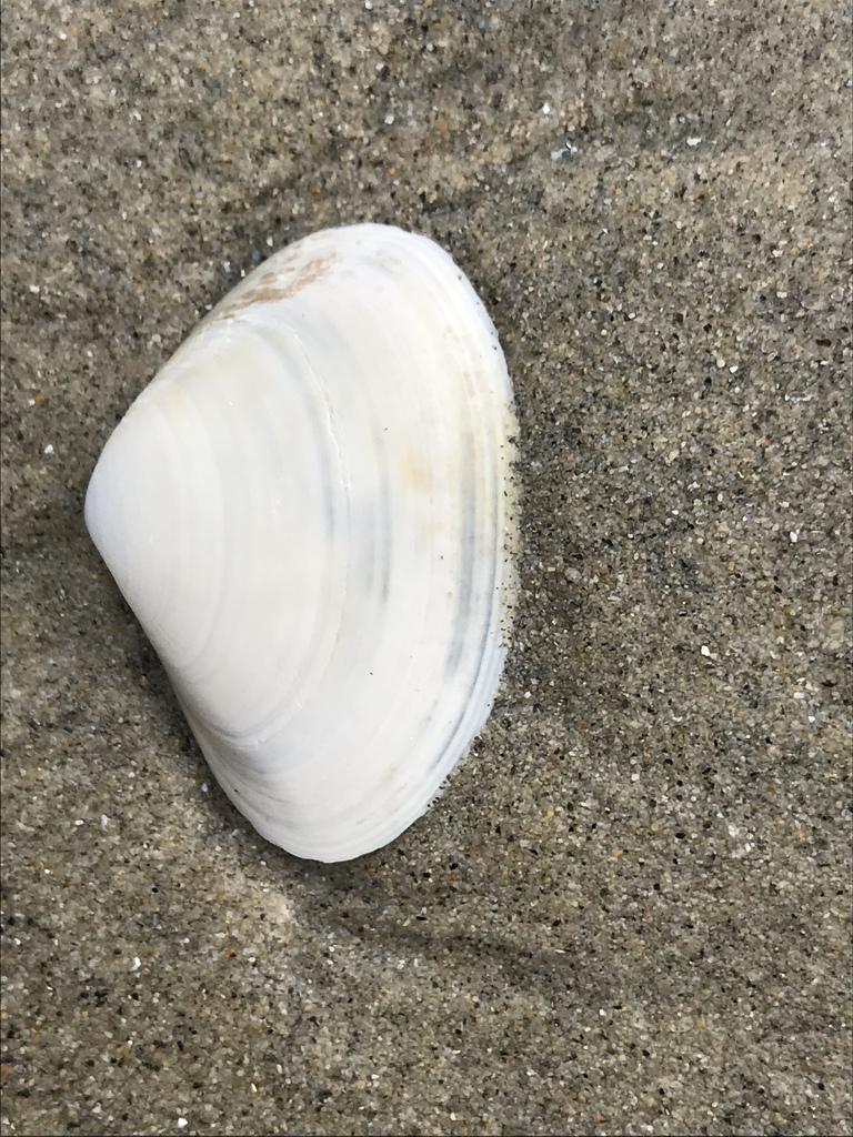 Pismo Clam from Encinitas Beach Country Park, Encinitas, CA, US on ...