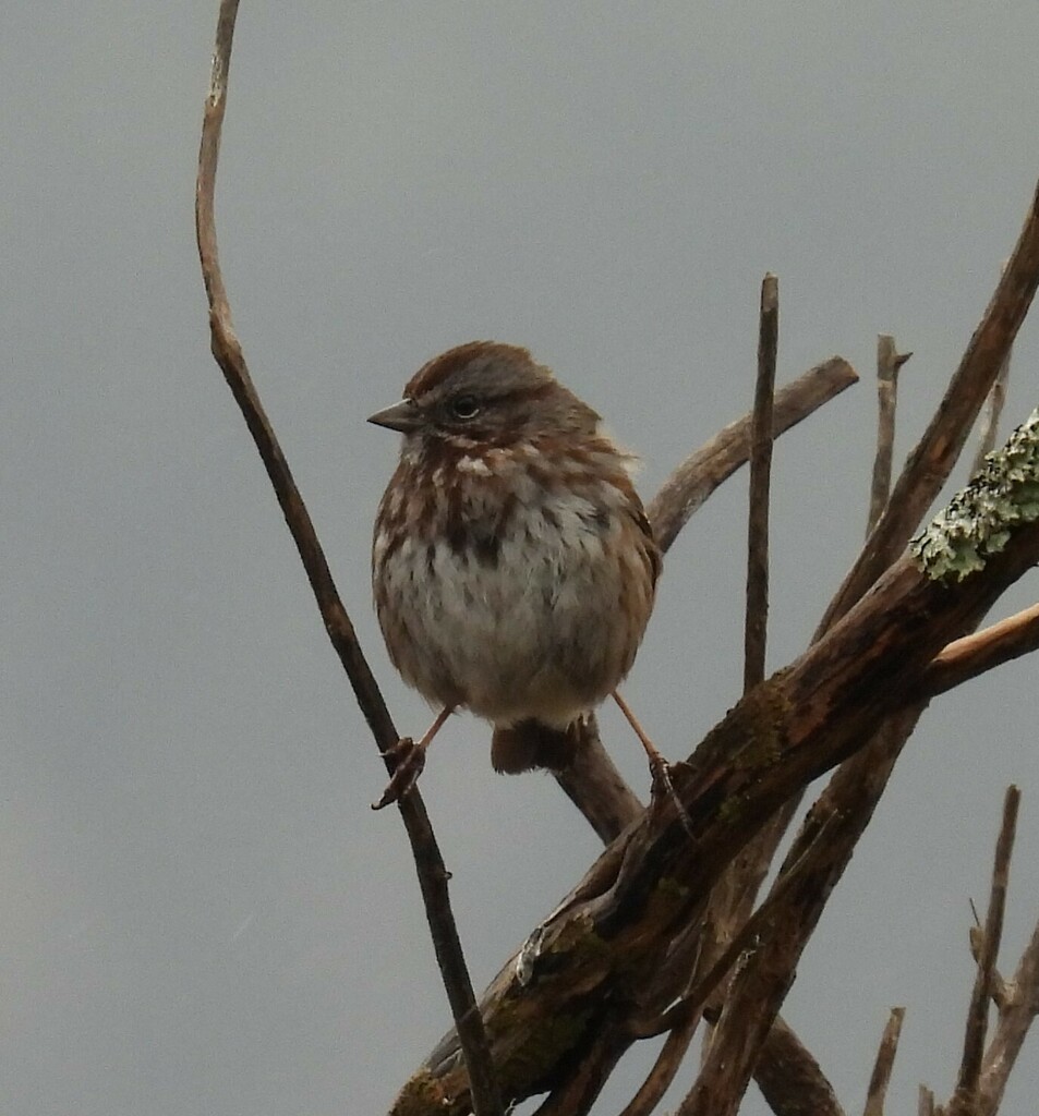Song Sparrow from Dosewalip Beach, Binnon, Jefferson Co., WA, USA on ...