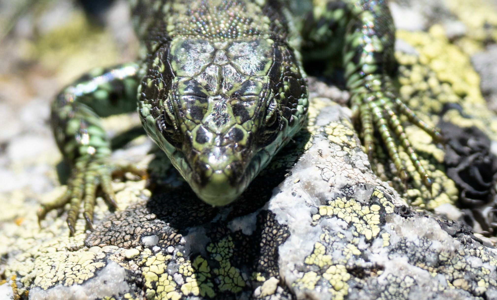 Iberolacerta cyreni (Müller & Hellmich, 1937)