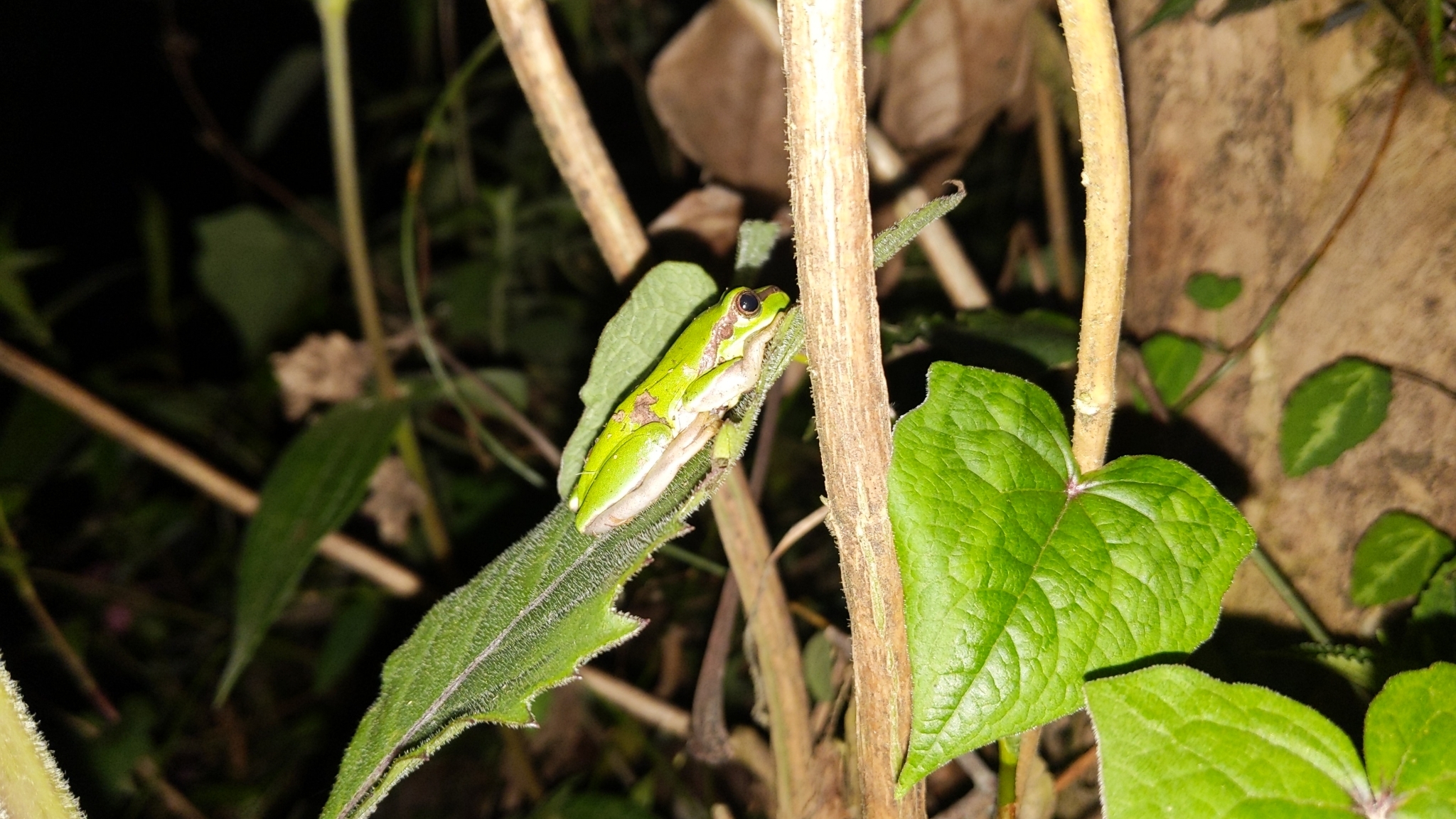 Hyla annectans (Jerdon, 1870)