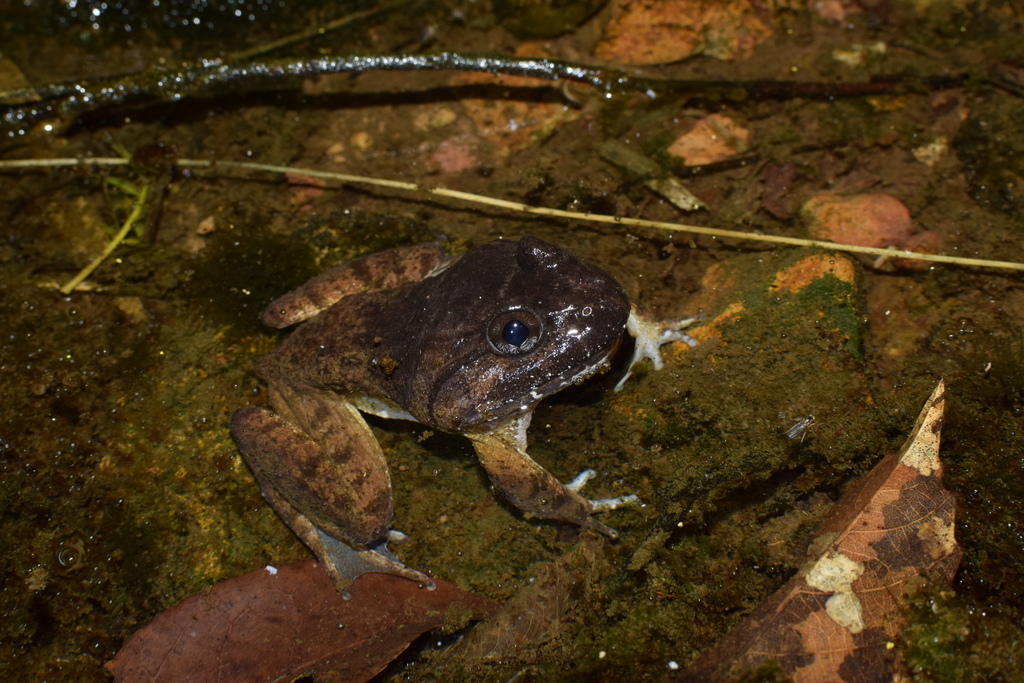 Fujian Large-headed Frog from Hangzhou, CN-ZJ, CN on April 26, 2023 at ...