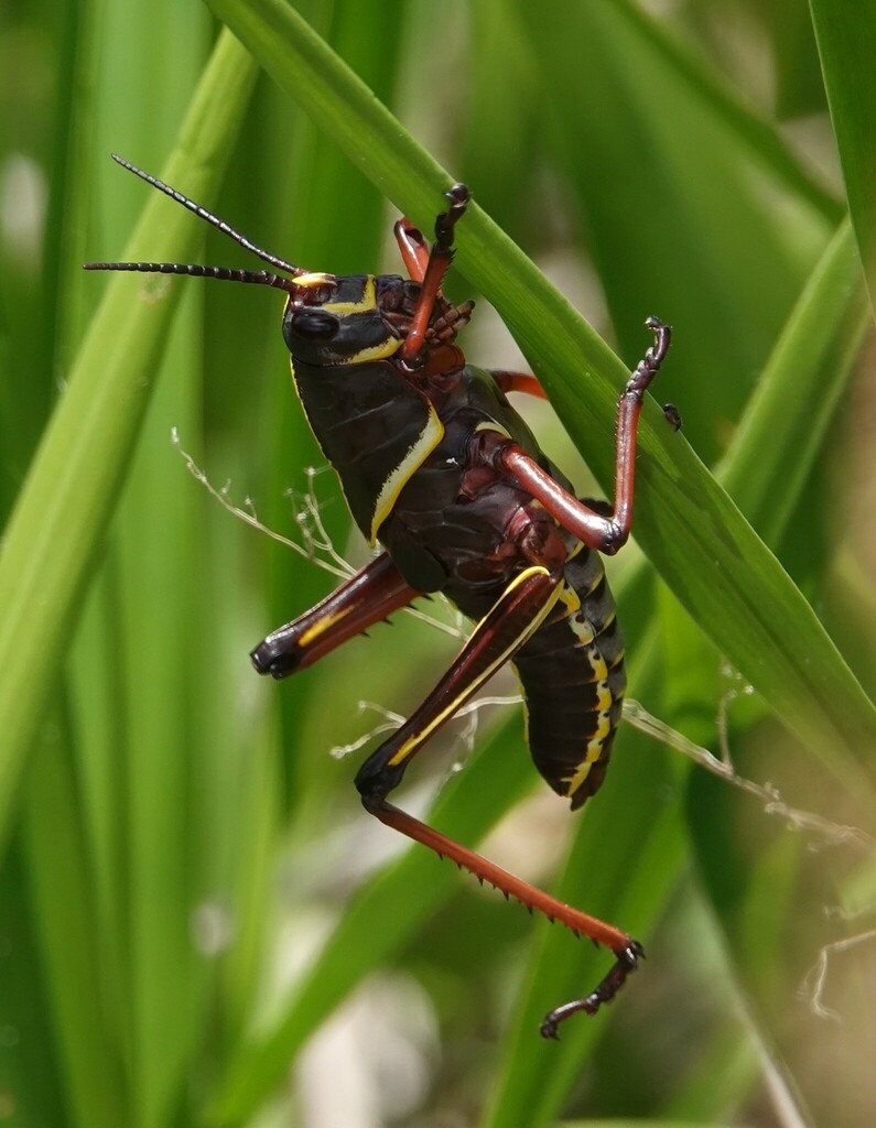 Eastern Lubber Grasshopper from Hilochee WMA, Polk County, FL, USA on ...