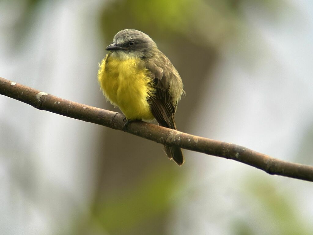 Gray-capped Flycatcher from Shushufindi, Ecuador on April 12, 2023 at ...