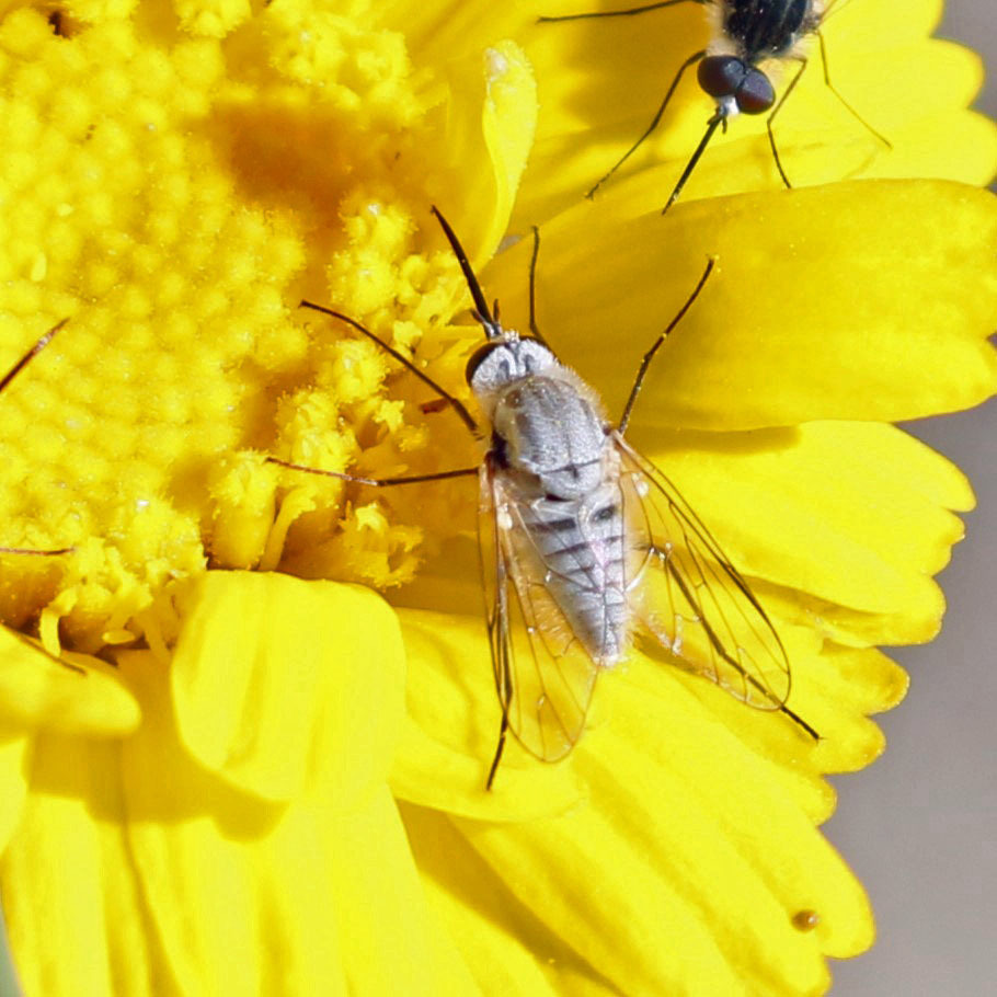 Bee Flies from Pima County, AZ, USA on April 24, 2023 at 09:44 AM by ...