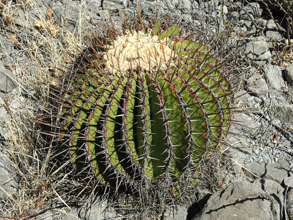Candy Barrel Cactus in March 2023 by Marco Hdz. Estrada · iNaturalist