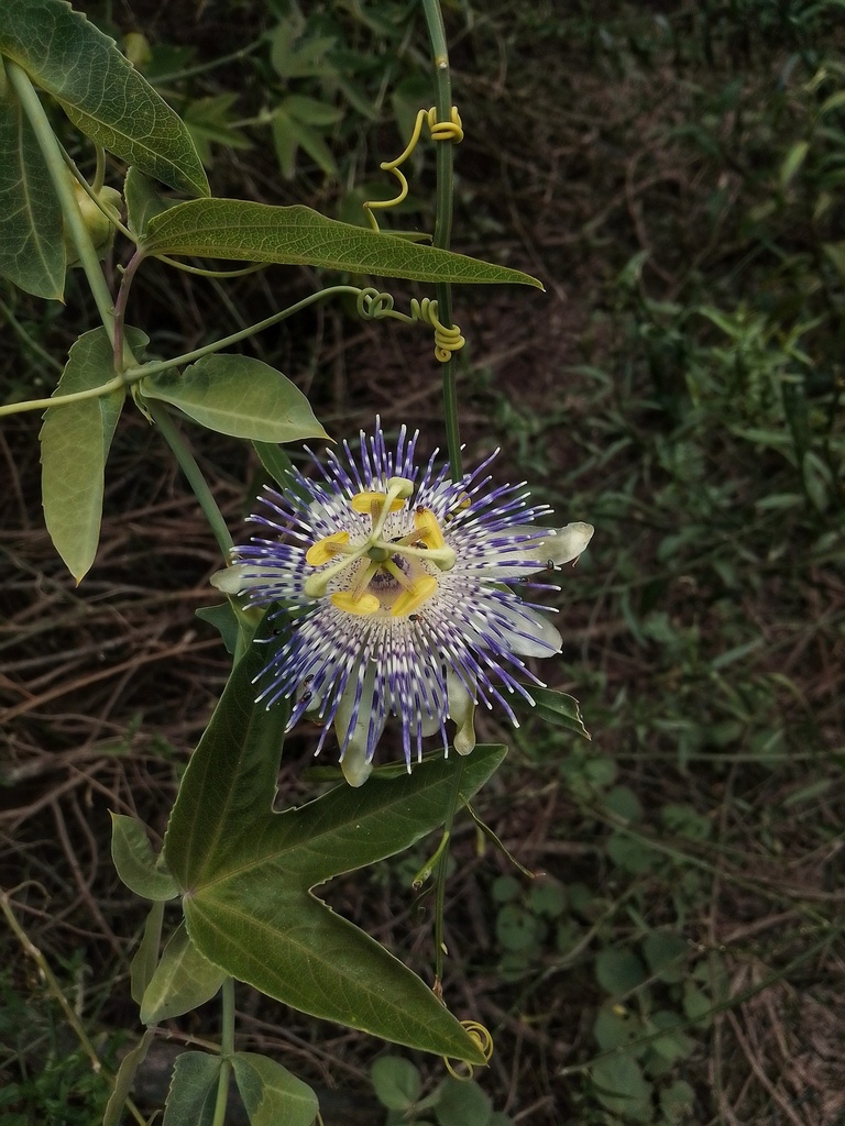 Passiflora giberti from Goya, Corrientes, Argentina on December 17 ...