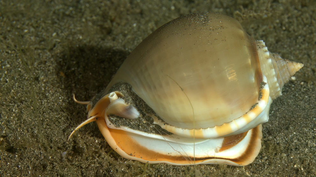 Phalium glaucum (Linnaeus, 1758)