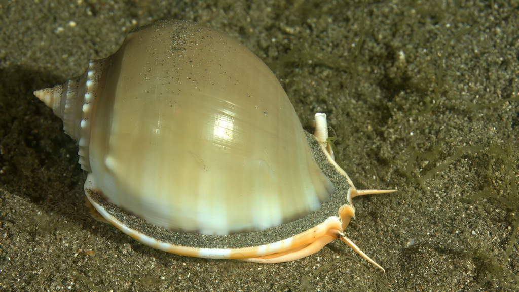 Phalium glaucum (Linnaeus, 1758)