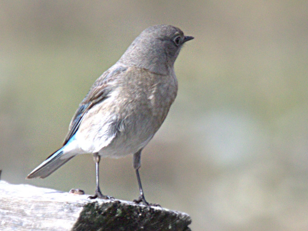 Mountain Bluebird from Nanaimo, BC, Canada on April 24, 2023 at 08:57 ...