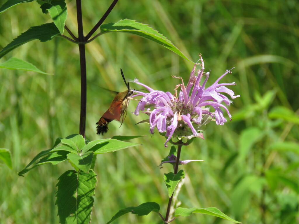 Hummingbird Clearwing from 431 E Rd, Milton, VT 05468, USA on July 29 ...