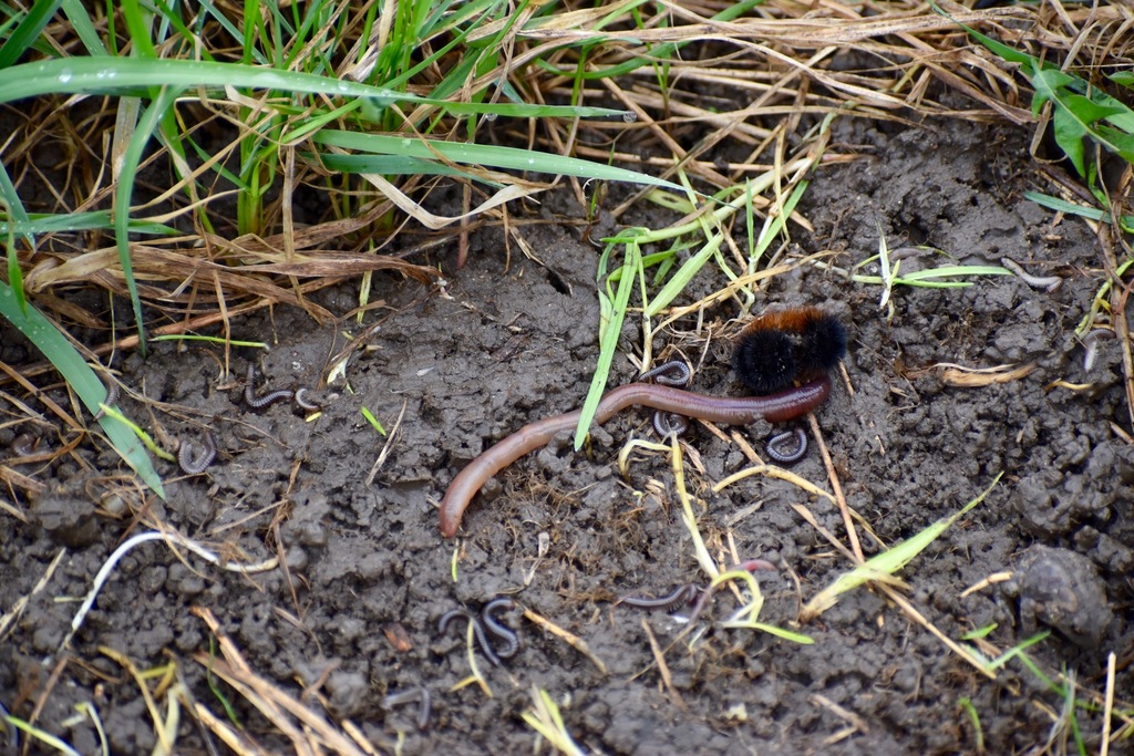 Common Earthworm from Rosemère, QC, Canada on April 24, 2023 at 11:58 ...