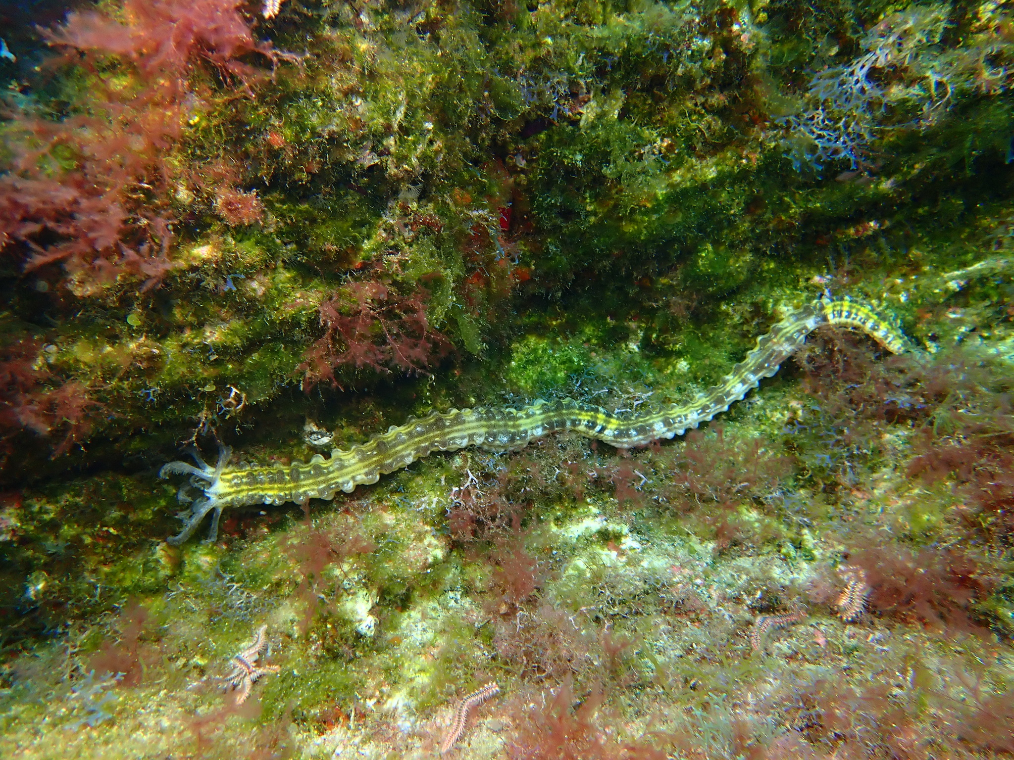Euapta lappa (J.Müller, 1850)