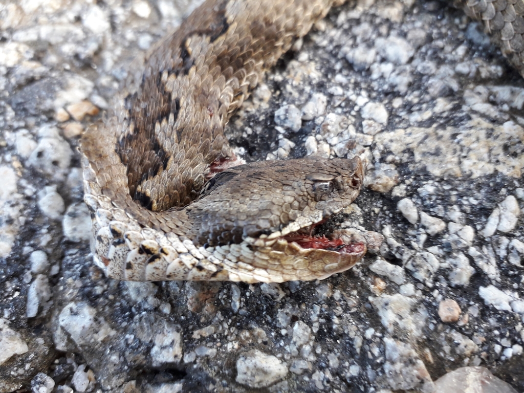 Lataste's viper in October 2018 by Francisco F. Aguilar · iNaturalist