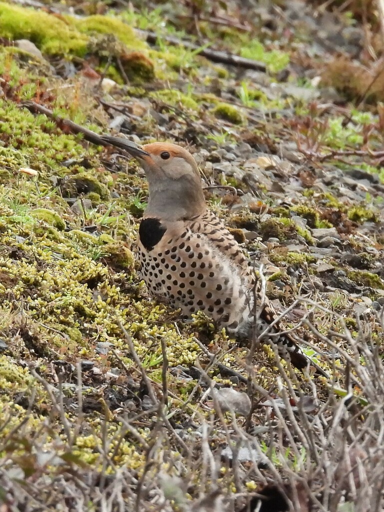 Northern Flicker from Hwy 4, Pacific County, WA, USA on April 18, 2023 ...