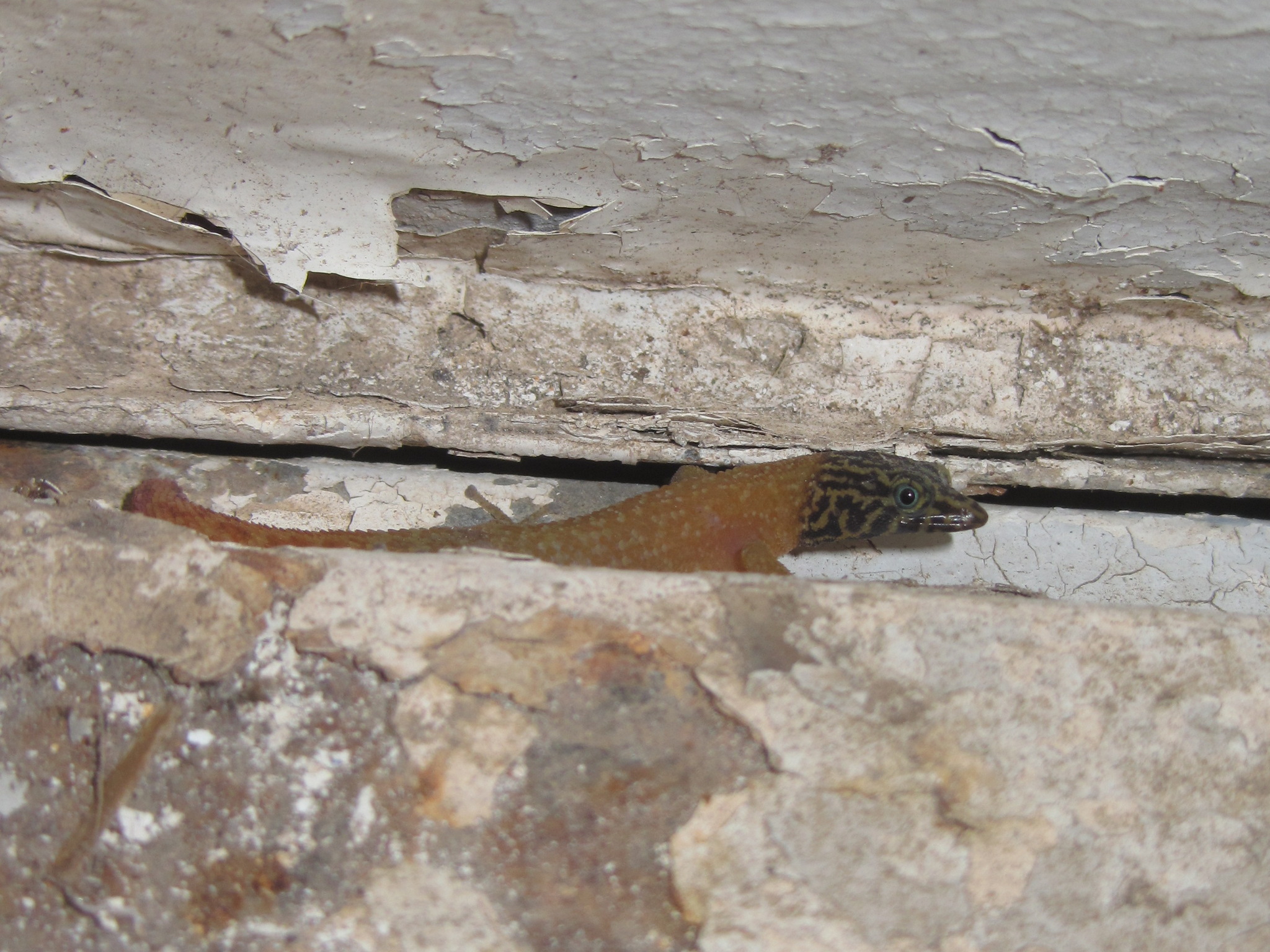 Sphaerodactylus fantasticus Duméril & Bibron, 1836