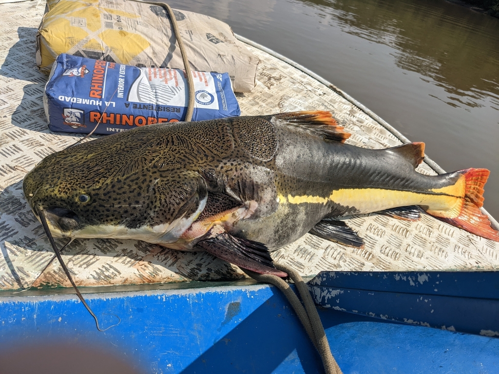 Redtail Catfish from 16340, Peru on September 2, 2022 at 02:26 PM by ...