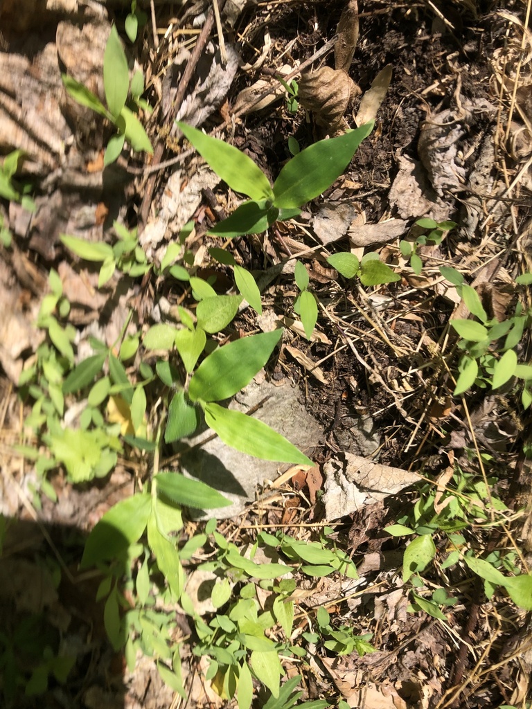 wavyleaf basketgrass from Prospect Ave, Harpers Ferry, WV, US on April ...