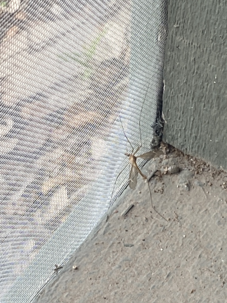 Common Crane Flies from Blanco Rd, San Antonio, TX, US on April 11 ...