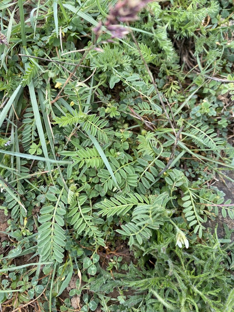 milkvetches from NA-7004, Cendea de Olza, Navarra, ES on April 26, 2023 ...