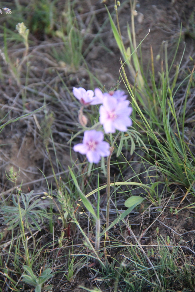 Geranium linearilobum from Арзгирский р-н, Ставропольский край, Россия ...
