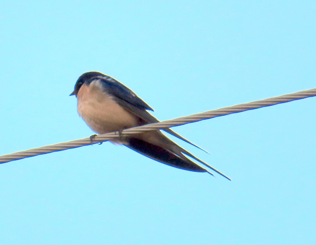 Barn Swallow from Ag. Minas 440 04, Greece on April 26, 2023 at 07:38 ...