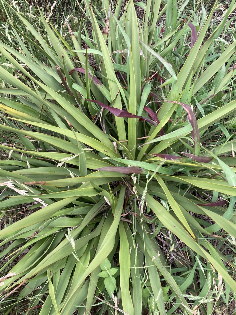 Twisted-leaf Yucca from NW Military Hwy, San Antonio, TX, US on April ...