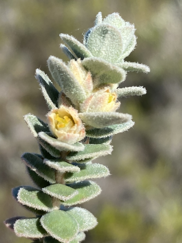 Cluts (Clutia) - Botanical Realm