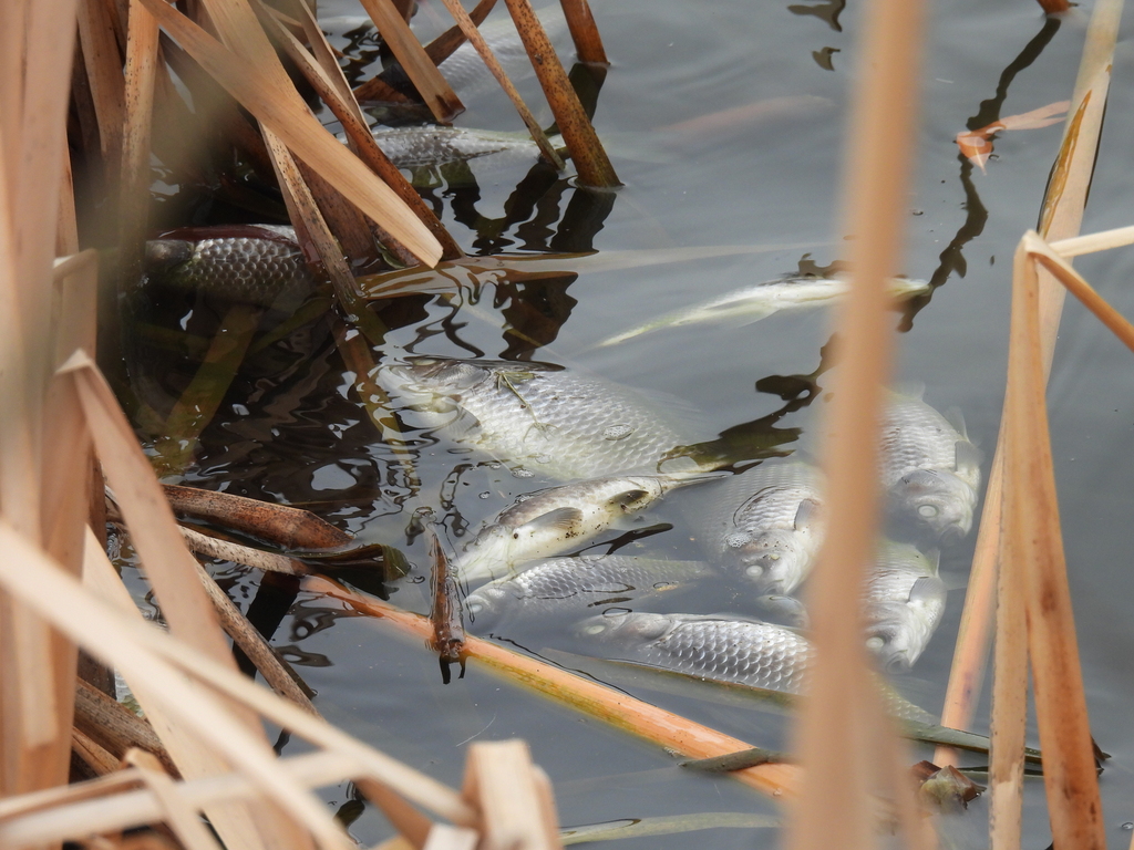 Prussian Carp from Southwest Calgary, Calgary, AB, Canada on April 26, 2023 at 09:31 AM by ...