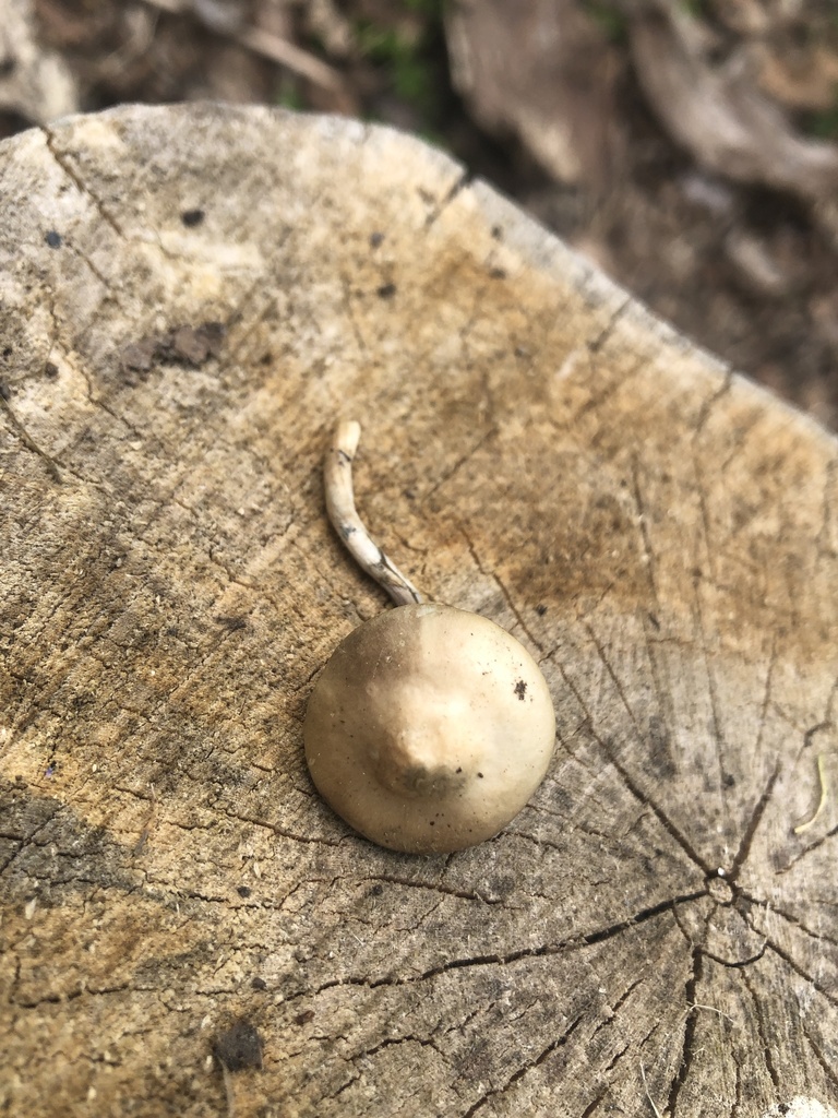 Psychedelic Ovoid Mushroom in April 2023 by lionsmane91 · iNaturalist