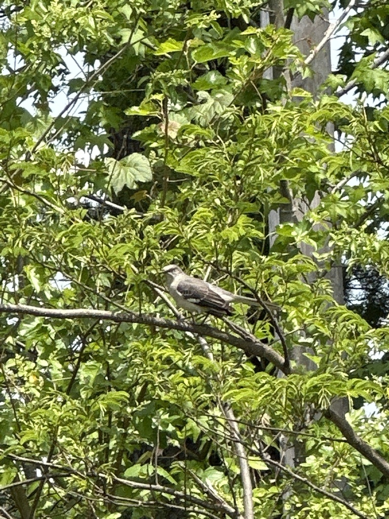 Northern Mockingbird from Glazebrook Ave, Henrico, VA, US on April 26 ...