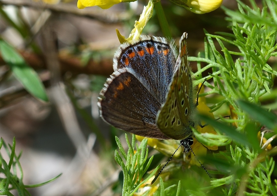 Lysandra Hemming, 1933
