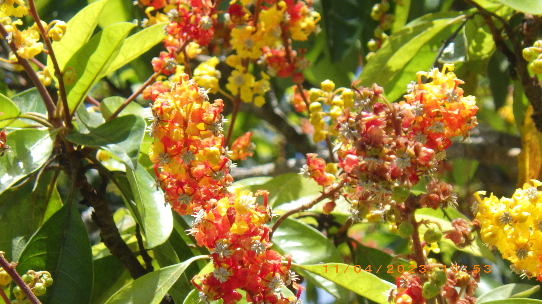 Byrsonima crassifolia (L.) Kunth