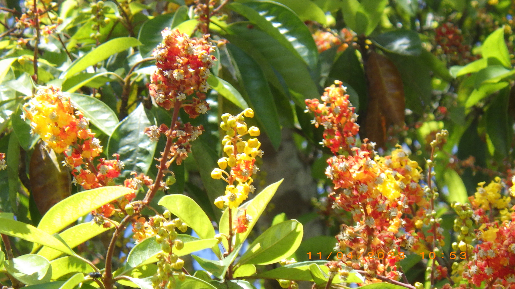 Byrsonima crassifolia (L.) Kunth