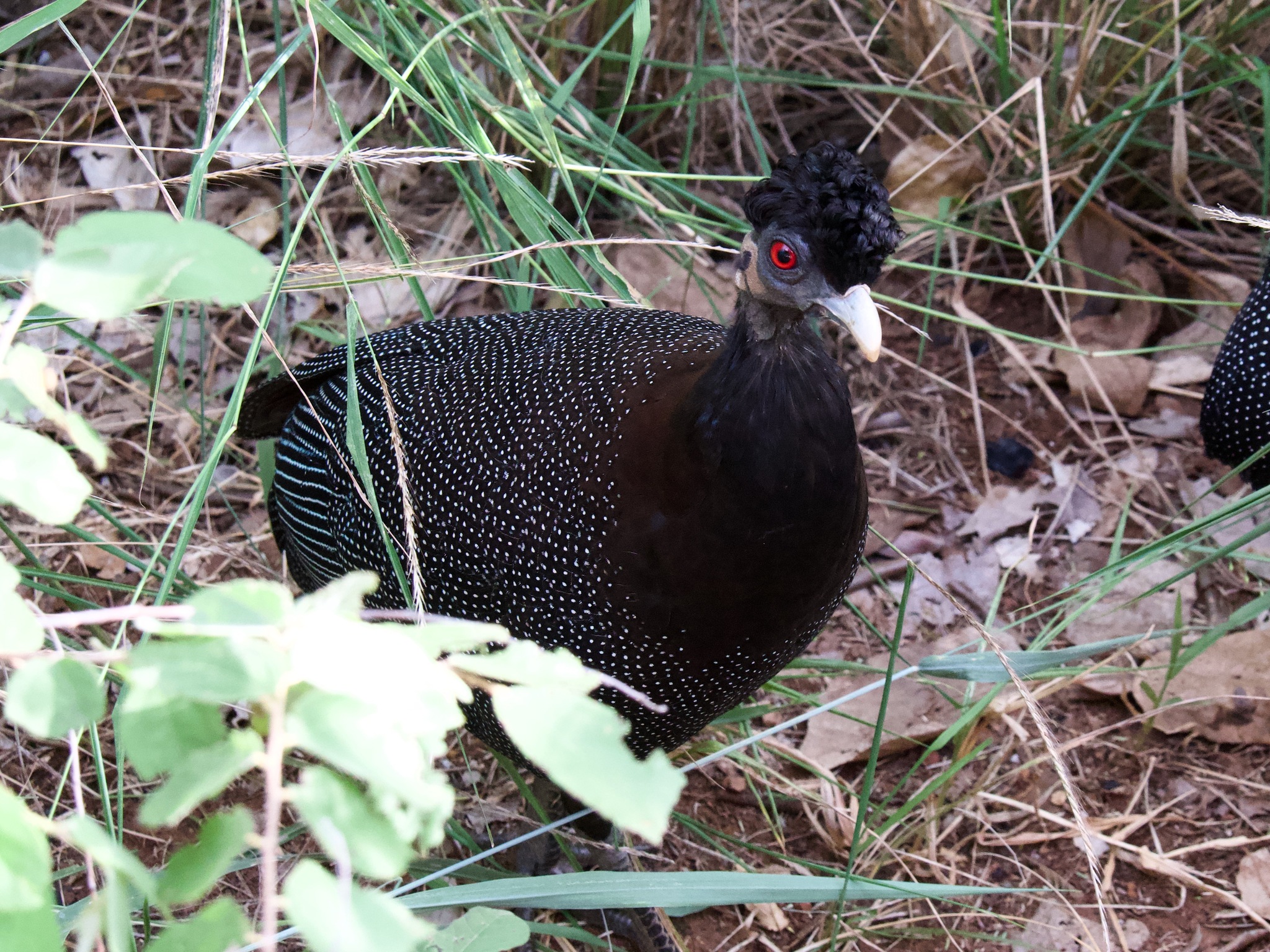 Guttera pucherani edouardi (Hartlaub, 1867)