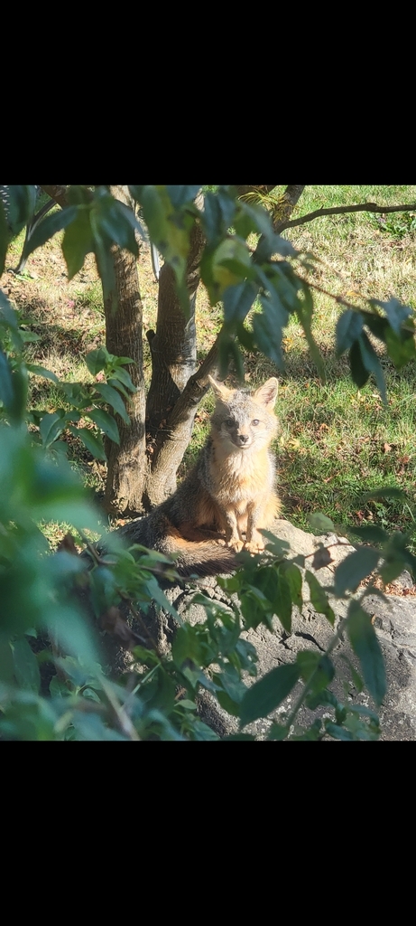 Gray Fox from Humboldt County, CA, USA on April 26, 2023 at 11:03 AM by ...